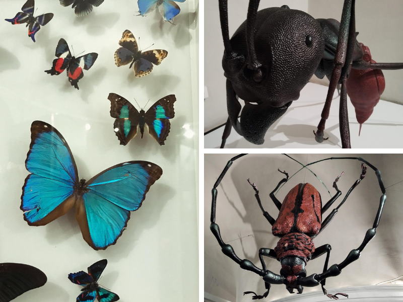 Mostra Insetti XXL al Kosmos di Pavia