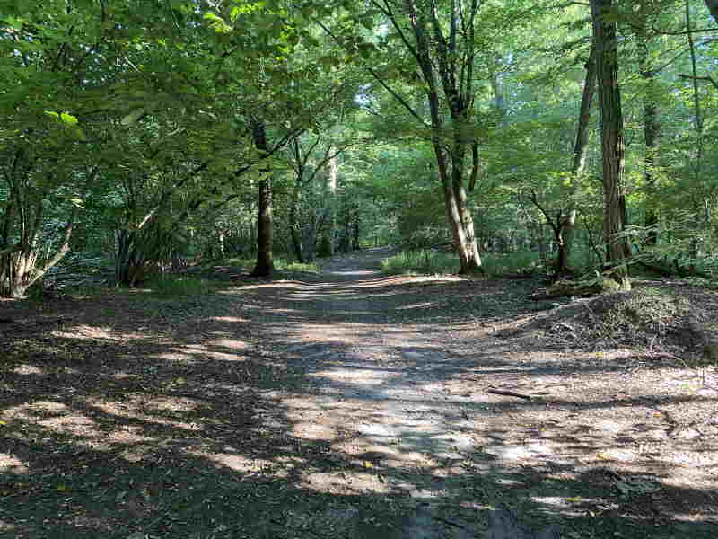 Parco La Fagiana, al fresco nel bosco!