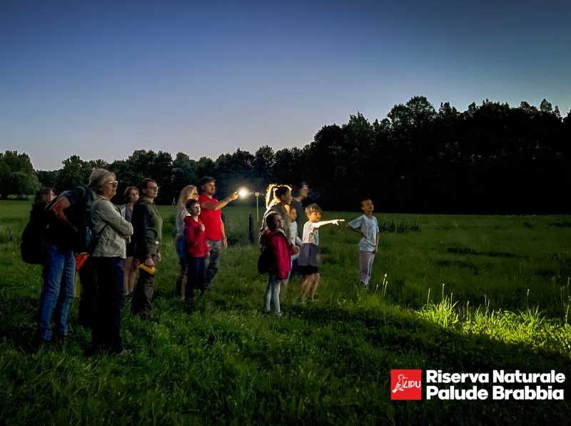 Alla scoperta delle Lucciole in Palude Brabbia!